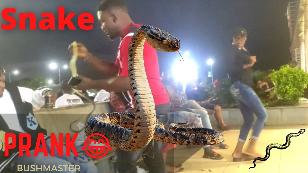 Snake Pranks, can't wait to watch this snake moving around - YouTube
