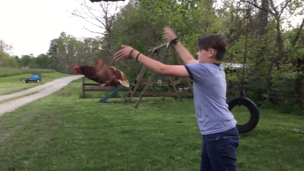 Throwing chickens - YouTube