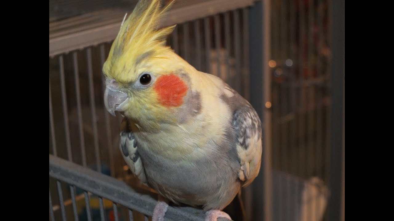 Cockatiel Cage Tour | Cockatiel Cage Set Up - YouTube