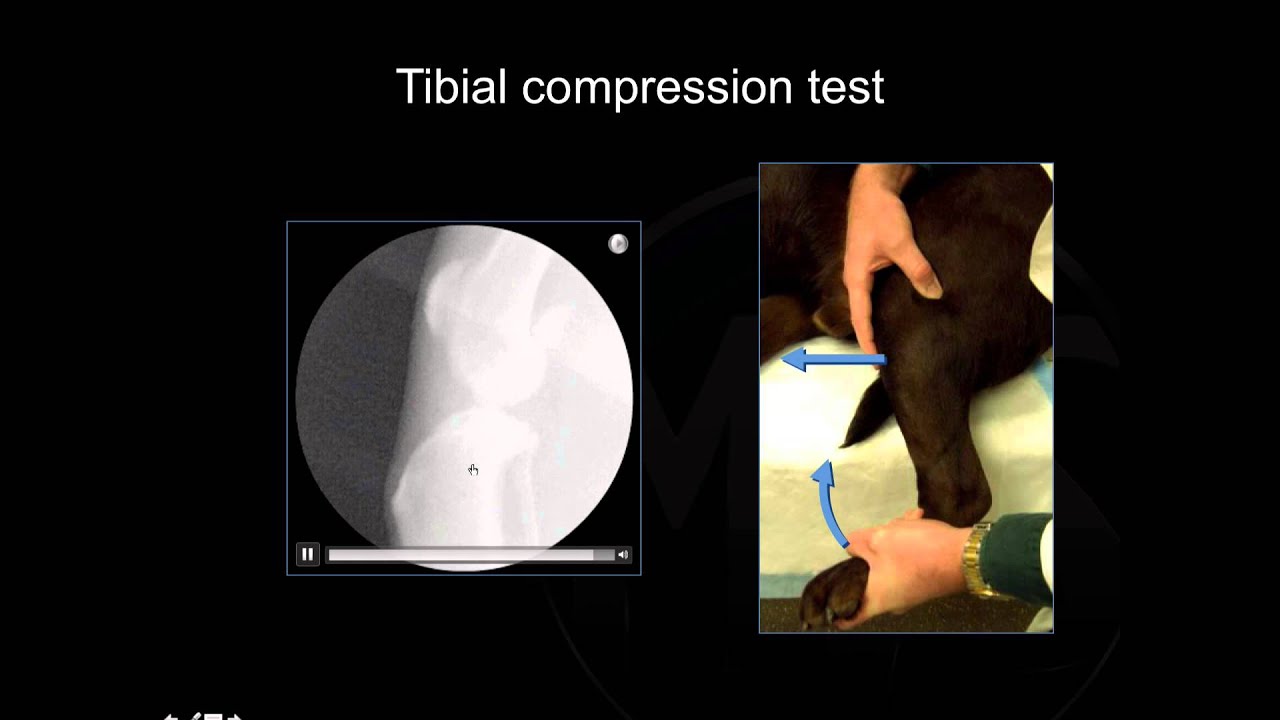 TPLO Austin - Step 3, Proper Diagnosis - YouTube