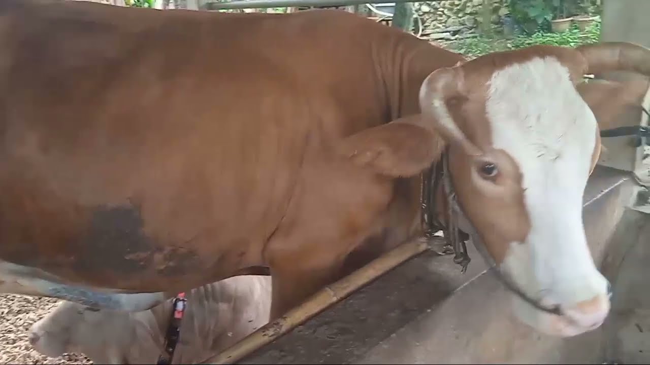 ciri ciri sapi birahi puncak waktu yg tepat kawin suntik - YouTube