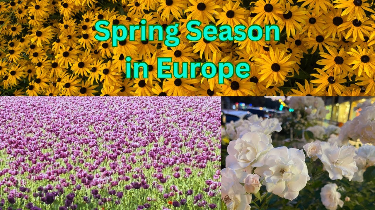 Spring Season in Austria Europe/Frühling Jahreszeit 2023/Beautiful ...
