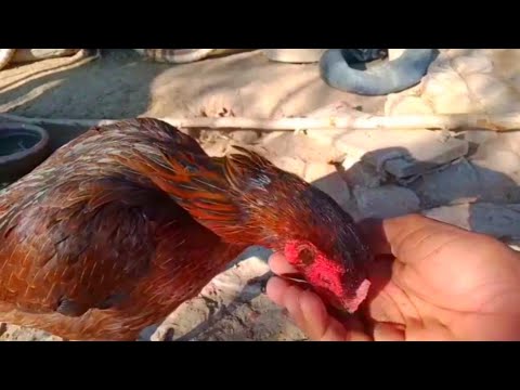 Aseel hen with duck baby,asil murga ,vilage life - YouTube