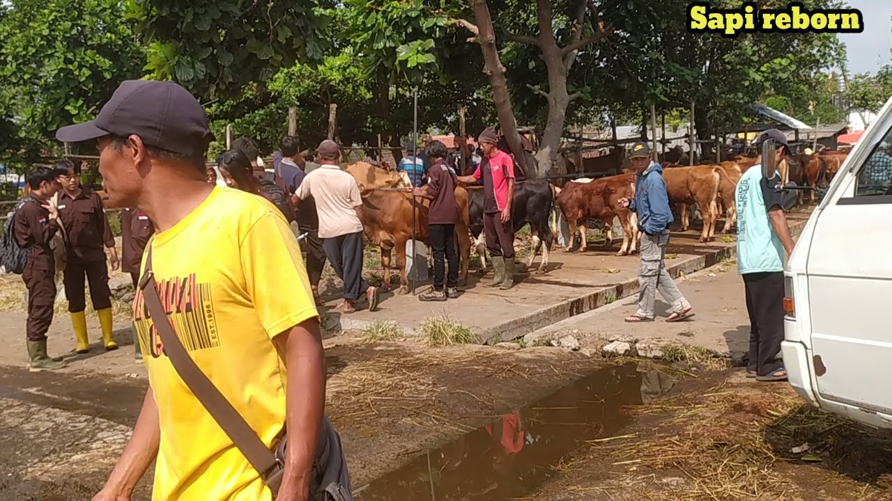 KONDISI PASAR HEWAN MUNTILAN 3 JUNI 2023 - YouTube