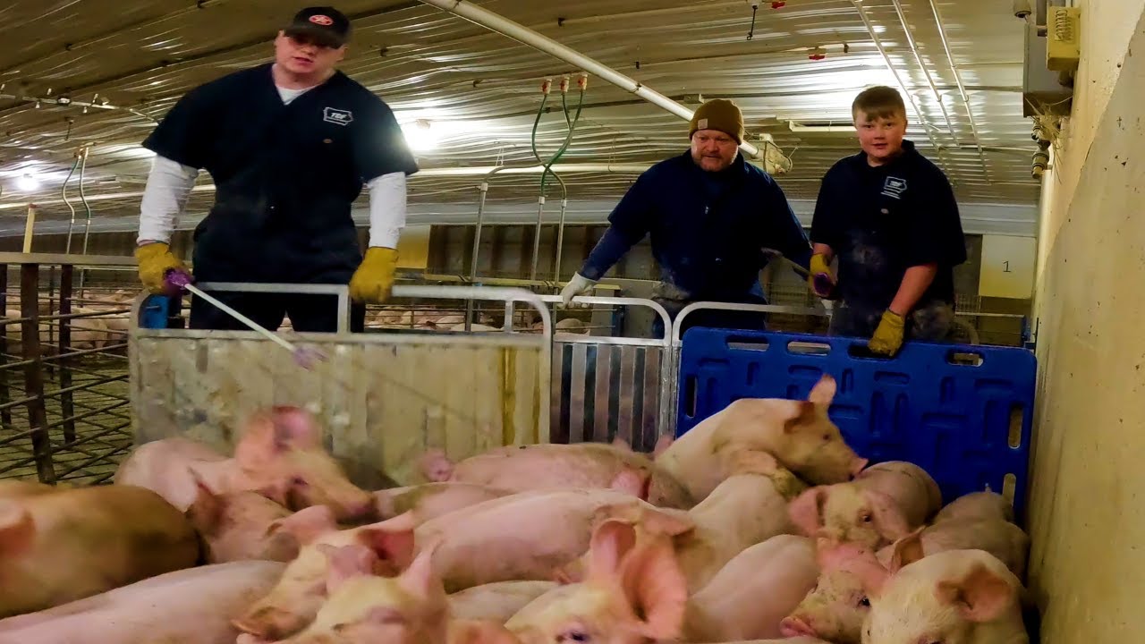Loading Out 1,000 Feeder Pigs In One Morning - YouTube