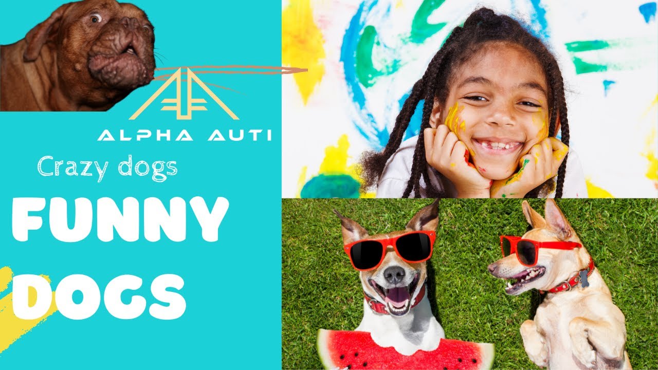 Funny dogs with music., dogs funny video, dog music - dog video - YouTube