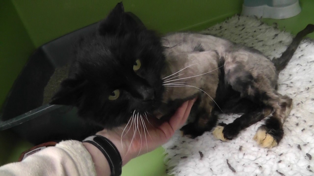Feral Cat Rescue... 4mins to change your mind about labelling any cat ...