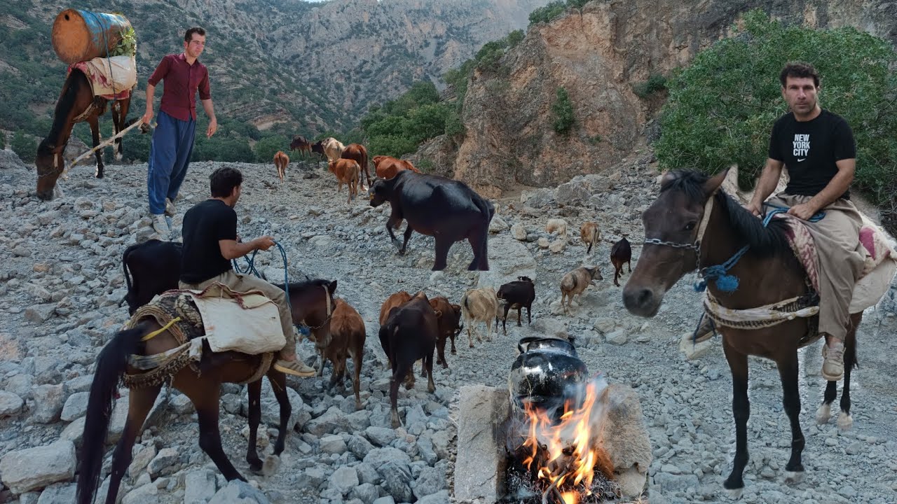 Taking the domestic animals to the mountain and grazing them, reaching ...