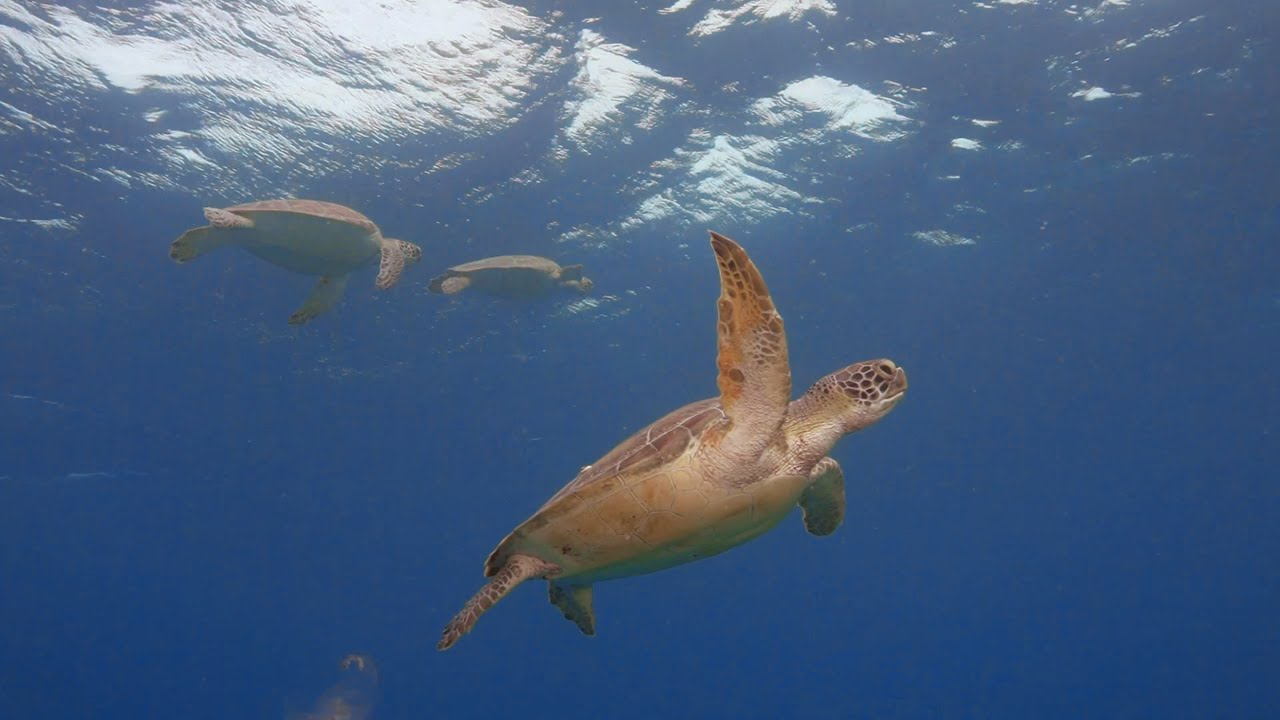 Types Of Marine Reptiles