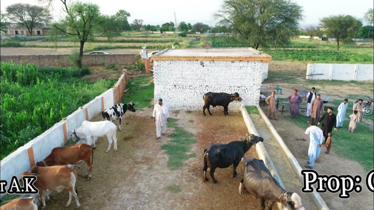 Kalyal Farm Samlotha Village | Ameer Kabal Dadyal Azad Kashmir Beautiful View - YouTube