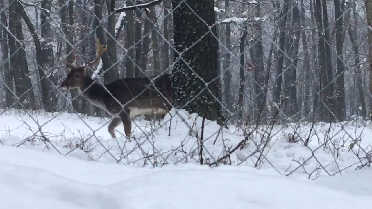 Daniel skvrnity v zime. Dambock im Winter. - YouTube