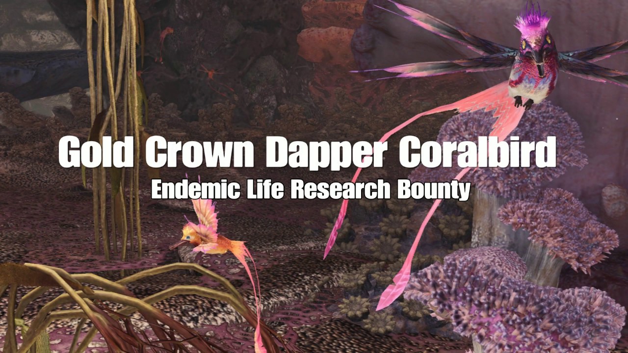 Gold Crown Dapper Coralbird Bounty Guide - YouTube