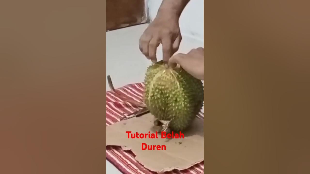 Tutorial Belah Duren Montog - YouTube