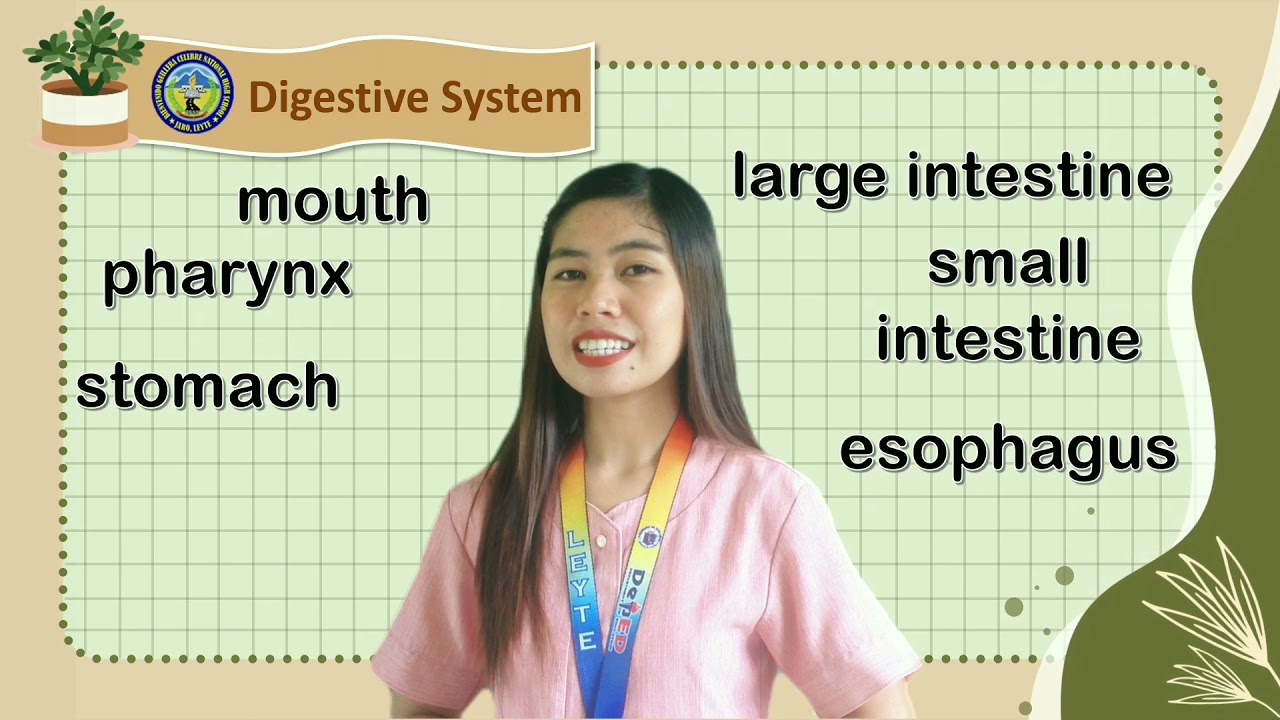 Grade 8 Science-Quarter 4: The Digestive System and Its Parts - YouTube