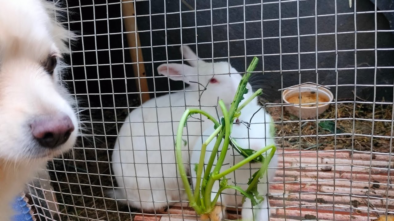 Rabbits and puppy - YouTube