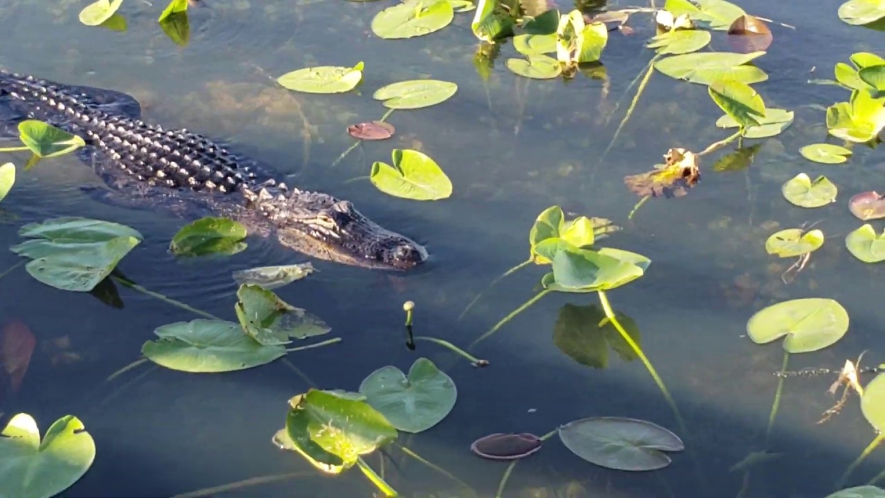 Alligator swimming - YouTube