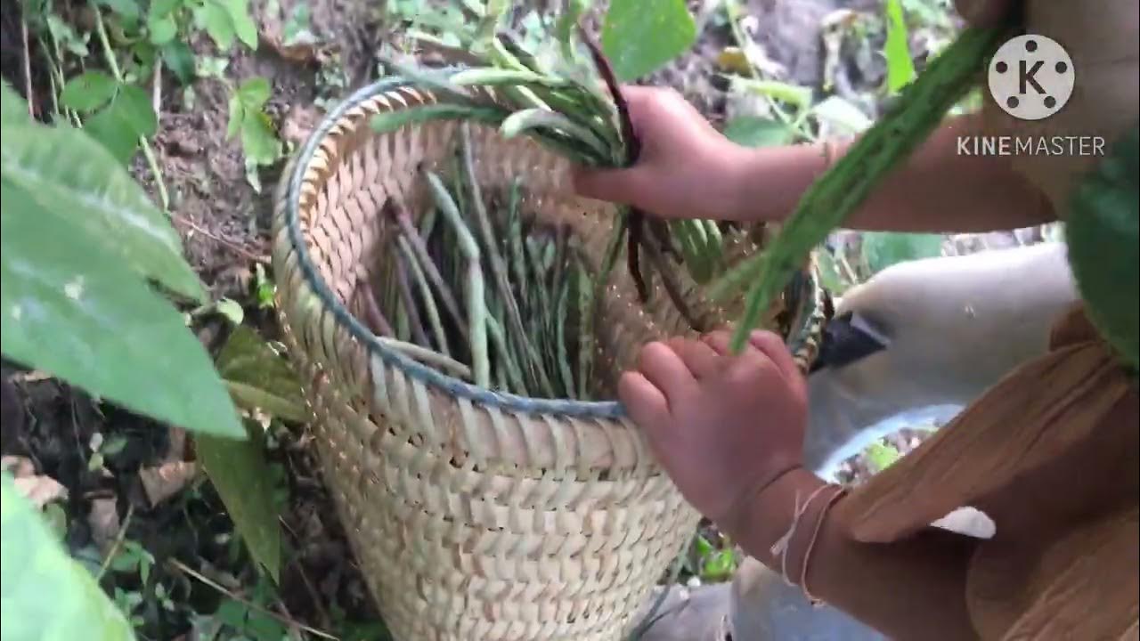 Hnubno coj kuv tus ntxhais wb mus de tauv - YouTube