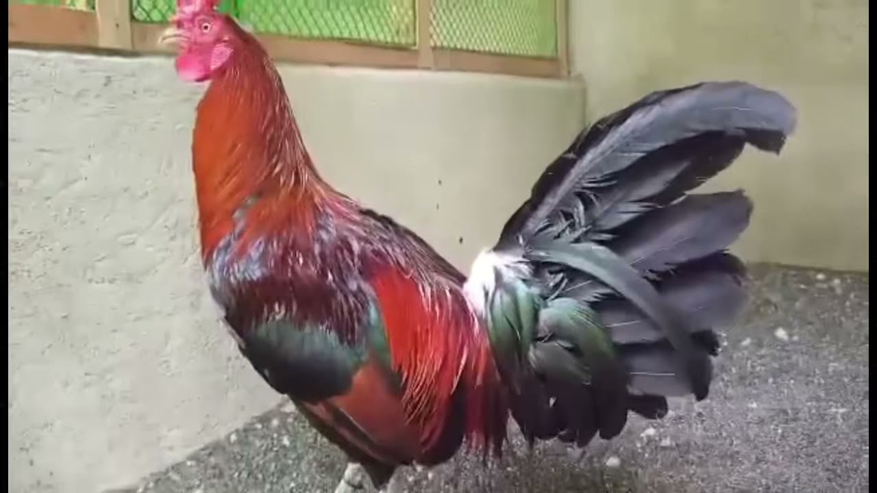 Mclean High Action Hatch - YouTube