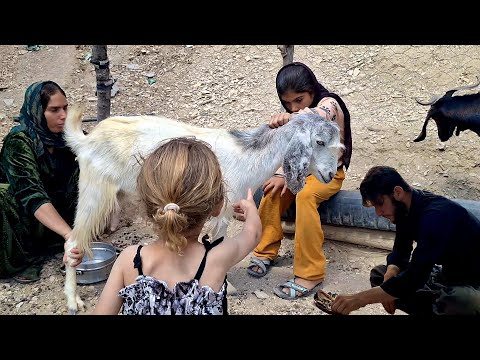 Nomadic Life: Bahar Illness and Betul's Efforts to Survive