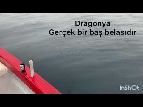 TRAKONYA BALIĞI (YÜZEN ZEHİR)