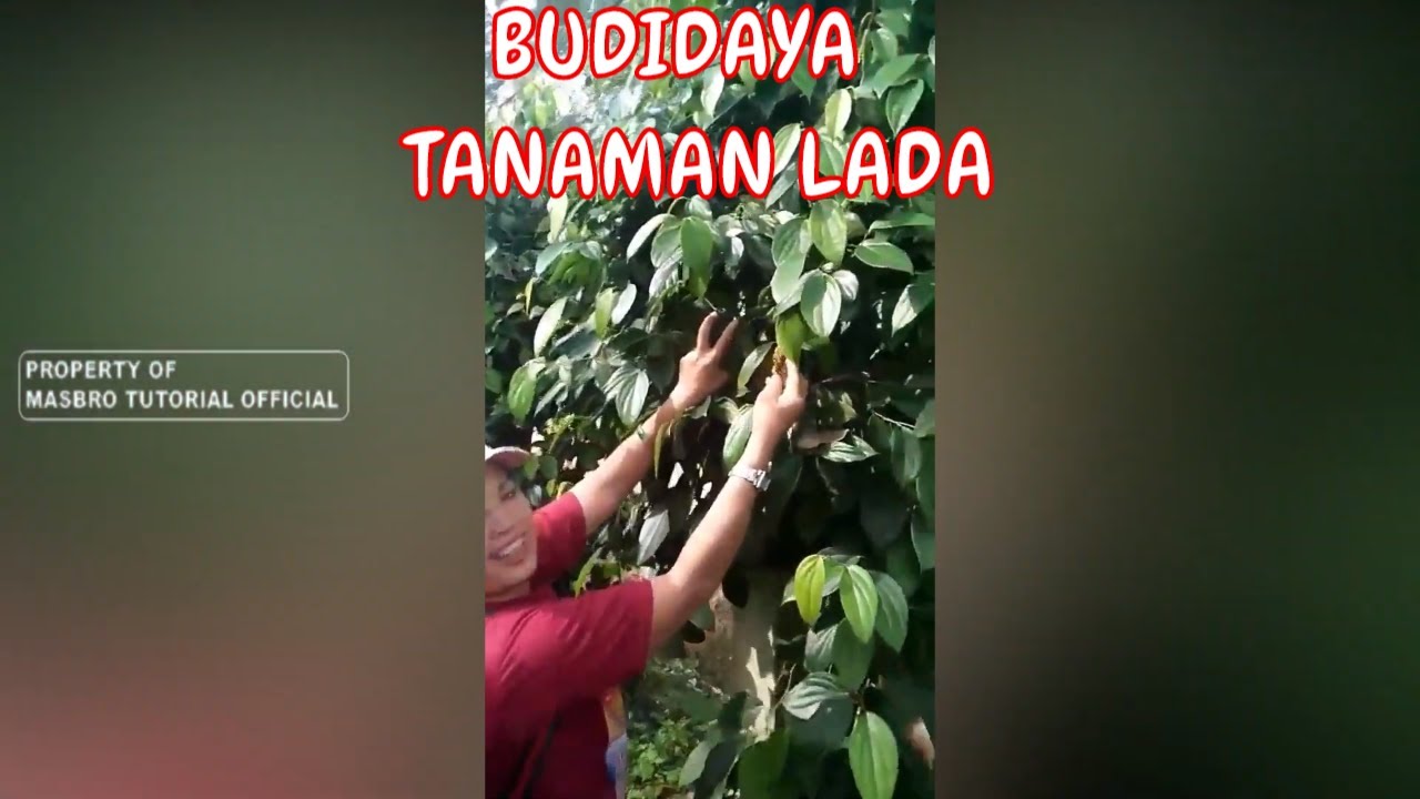 BUDIDAYA- TANAMAN- LADA - YouTube