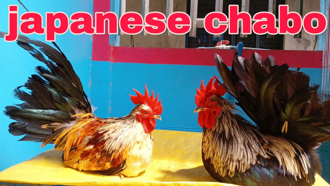 japanese chabo - YouTube