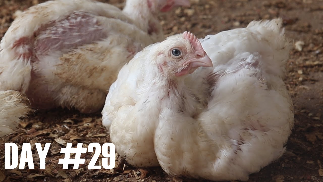 What to expect day 29 of raising cobb 500 breed of broilers - YouTube