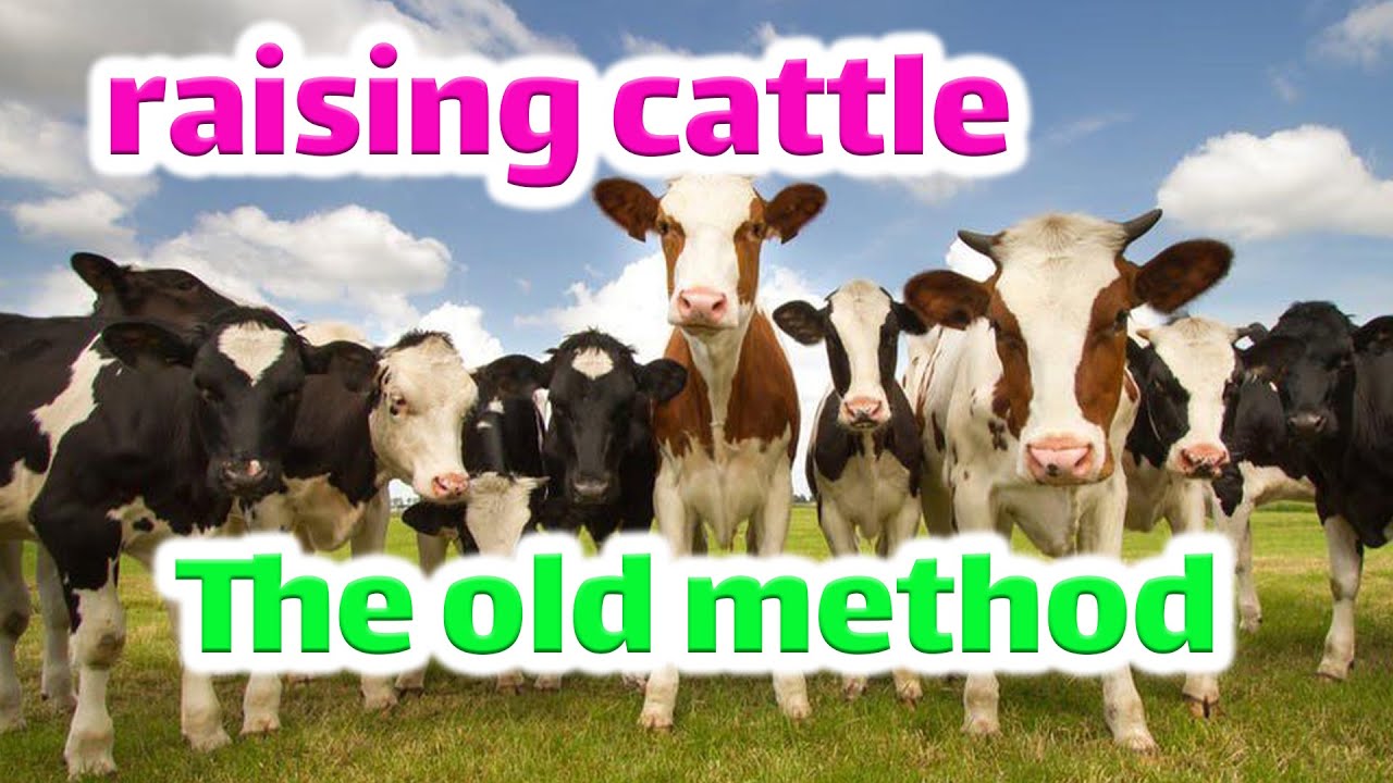 Traditional cattle breeding:The old method of raising cattle in Iran ...