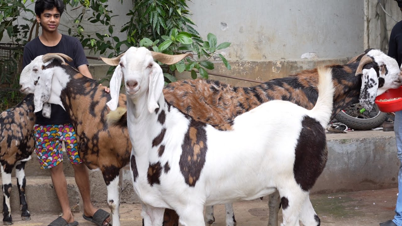Our Personal Goats For Bakra Eid 2023 - YouTube
