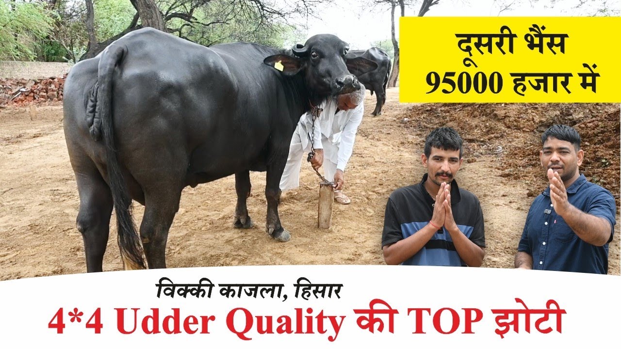 4*4 Udder Quality Murrha Buffaloes || Vicky Kajala, Hisar - YouTube