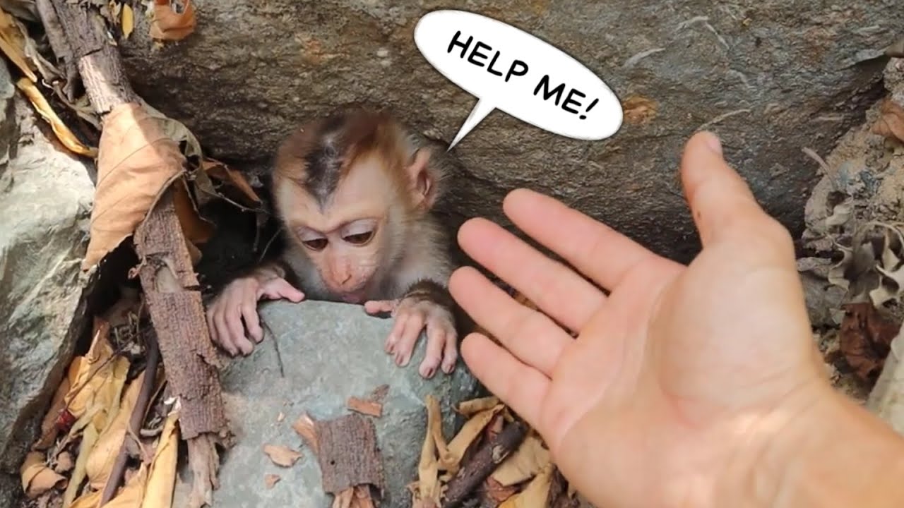 Found and help baby monkey stuck in the stone hole so sad - YouTube