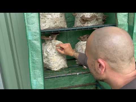 7 Virgin Farm Garden Tour - September 2024 part 1