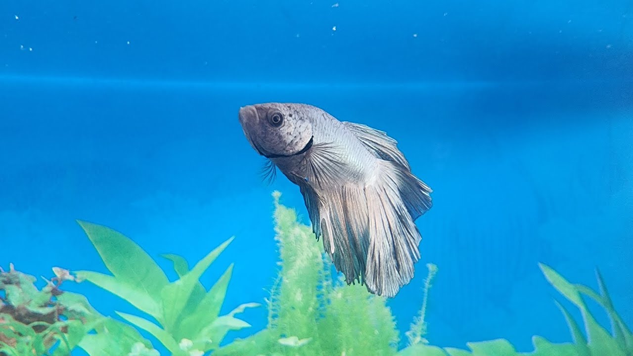 Grey Halfmoon Betta Fish - YouTube