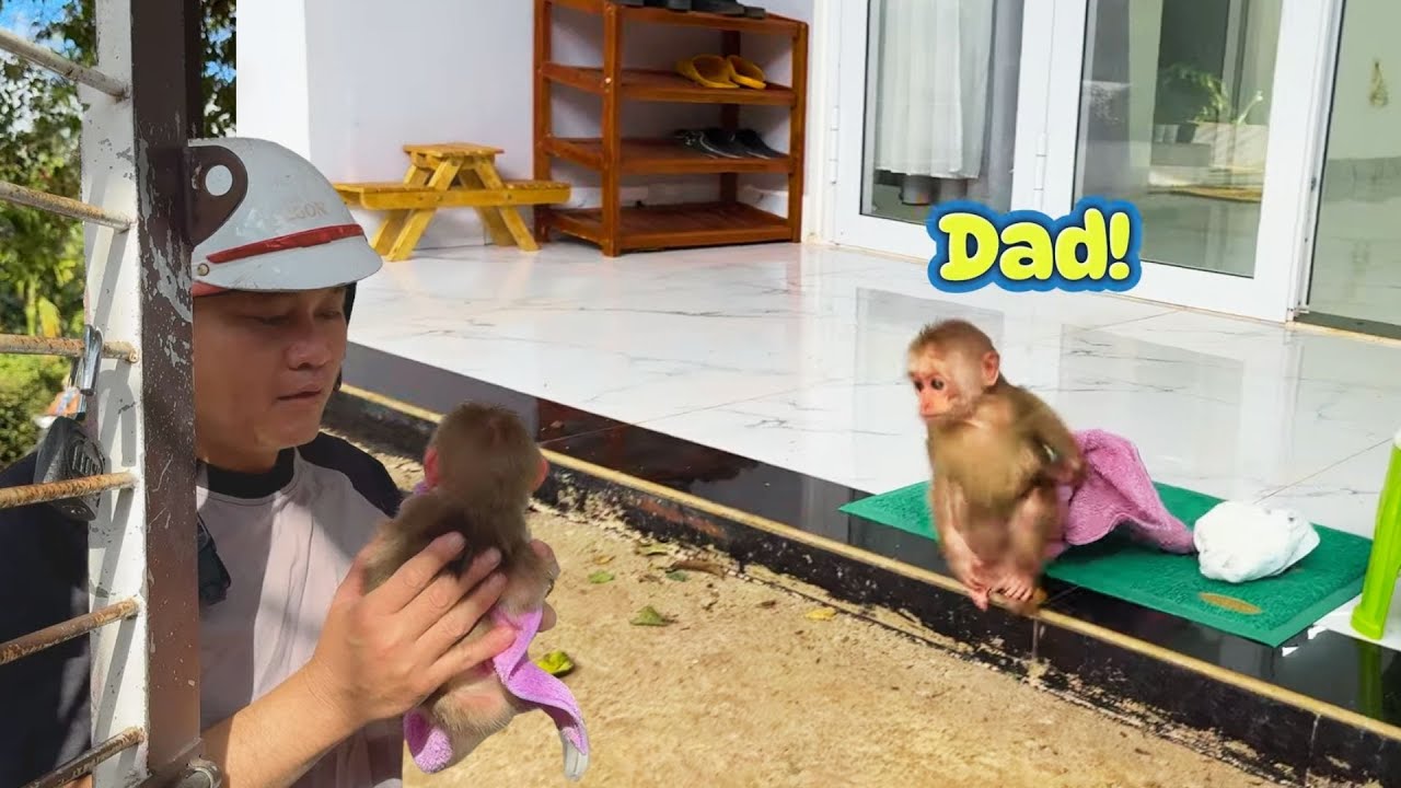 Poor Monkey Kyo! She Waits Forever for Dad to Come Home Just to Take a Bath 😢🛁🐒 - YouTube
