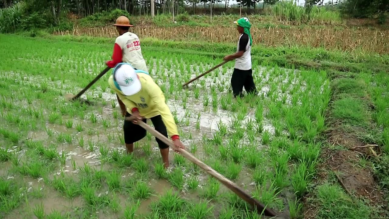 Pembersihan rumput pada tanaman padi - YouTube