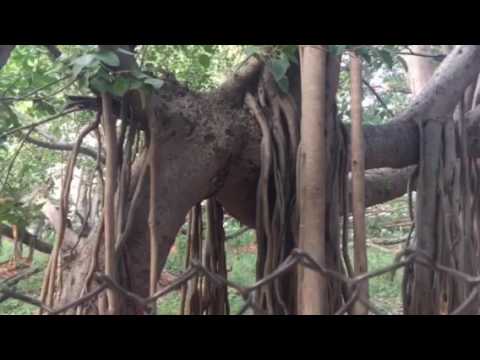 ప్రపంచంలోని అతిపెద్ద వృక్షం " తిమ్మమ్మ మర్రిచెట్టు " . World largest ...