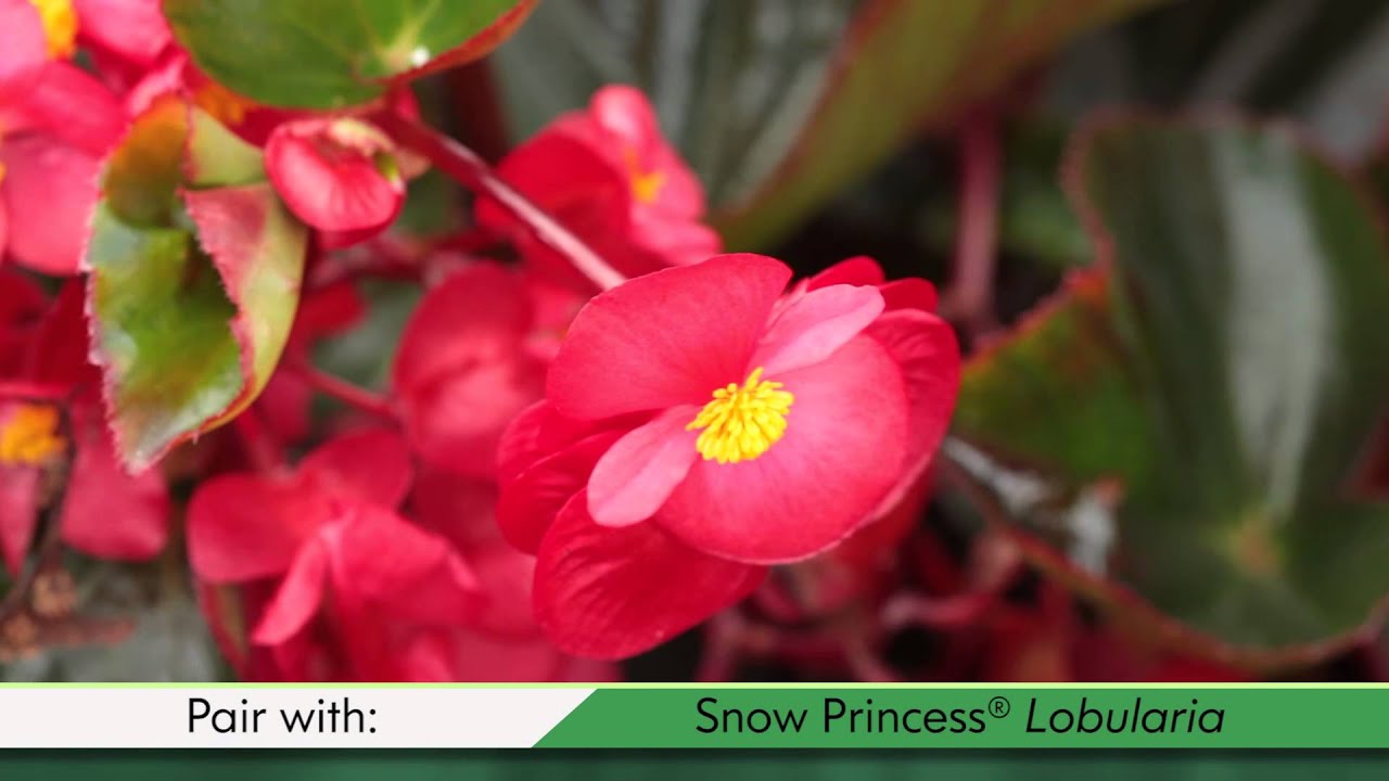 Proven Winners® Gardener Channel: Proven Winners® Surefire Red Begonia - YouTube