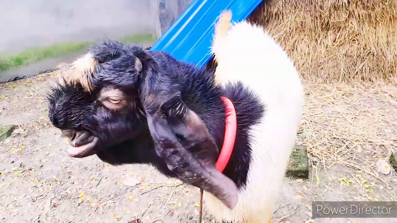 Some most beautiful goats - YouTube