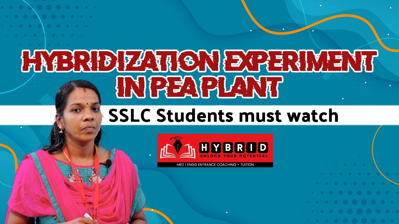 Hybridization Experiment in pea plant - YouTube