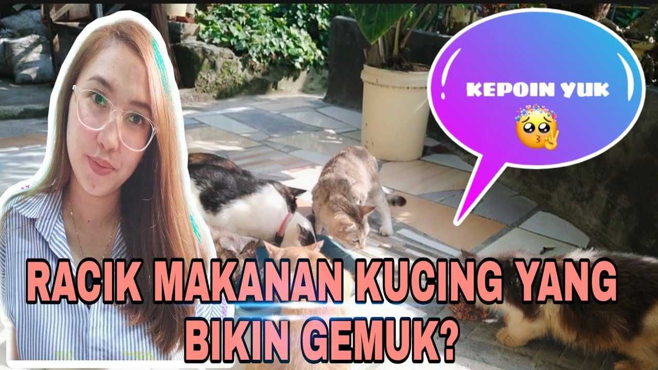 Cara membuat kucing kampung gemuk - YouTube