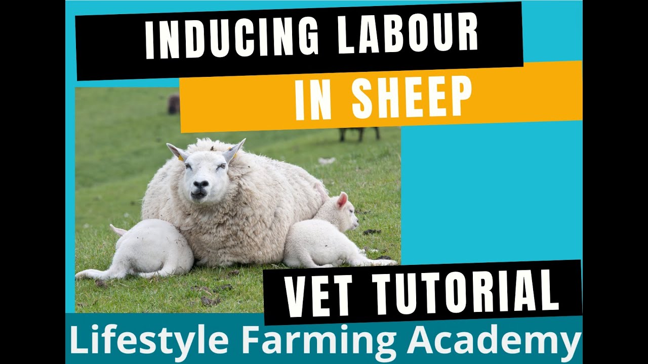 Induction of labor in sheep - YouTube