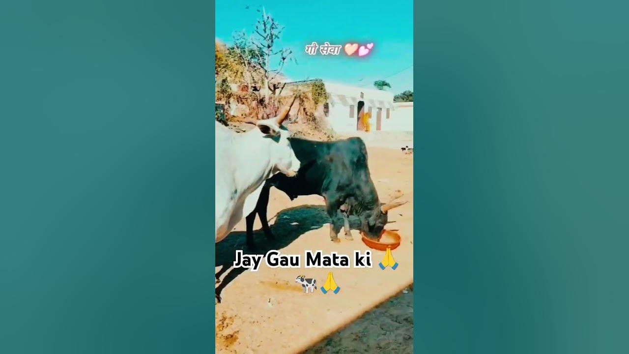 जय गौ माता🙏🐄 जय गौ माँ जयगौमाता गौमाता राष्ट्रमाता गौहत्या बंद करो