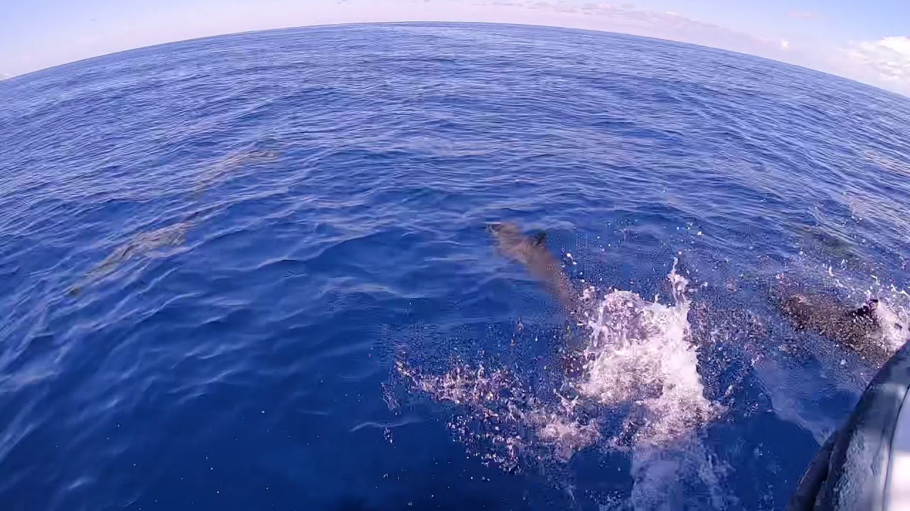 Palau kayangel State Spinner Dolphin カヤンゲル州 ハシナガイルカ群 パラオ - YouTube