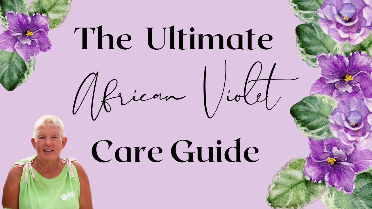 African Violet Care Indoors