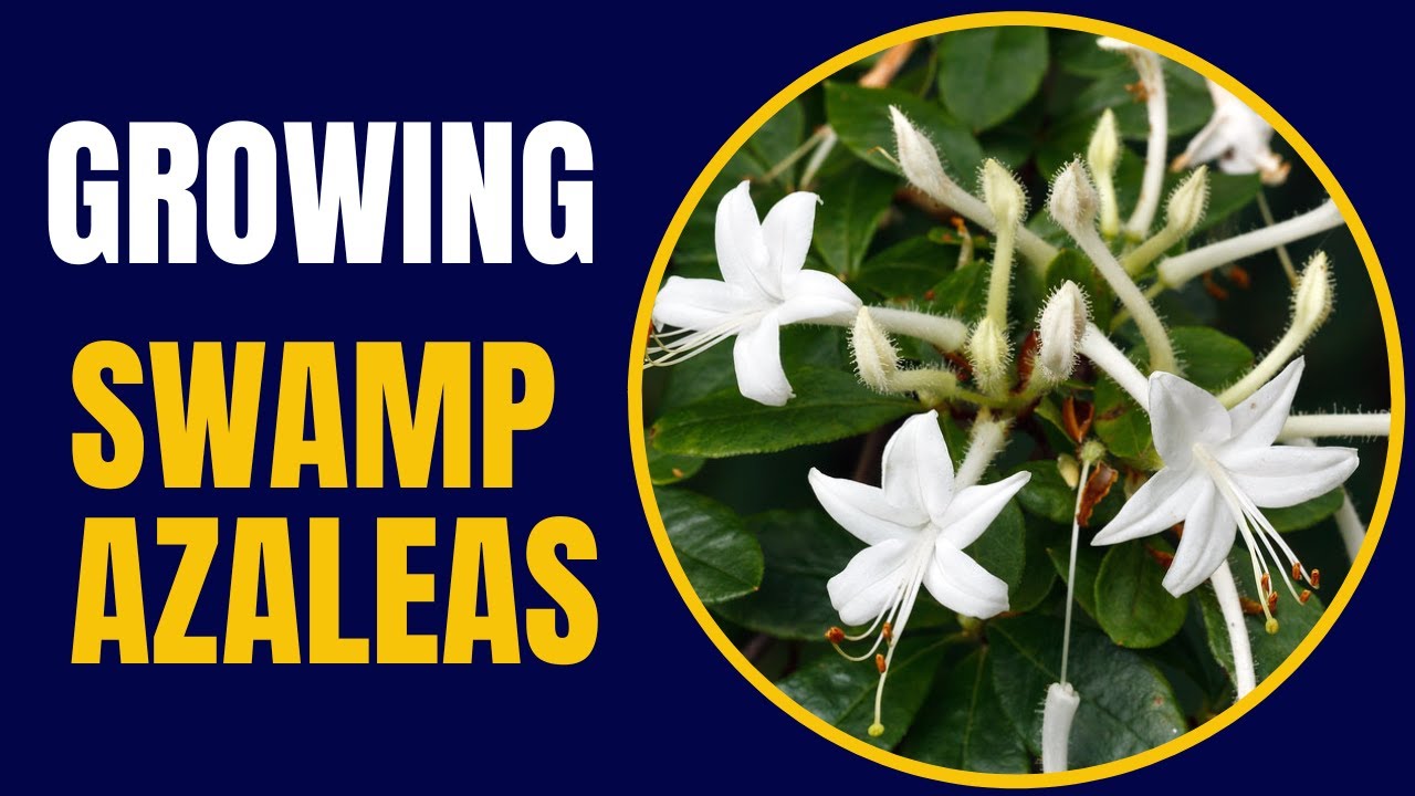 Mastering Swamp Azaleas: Your Step-by-Step Guide to Thriving Blooms ...