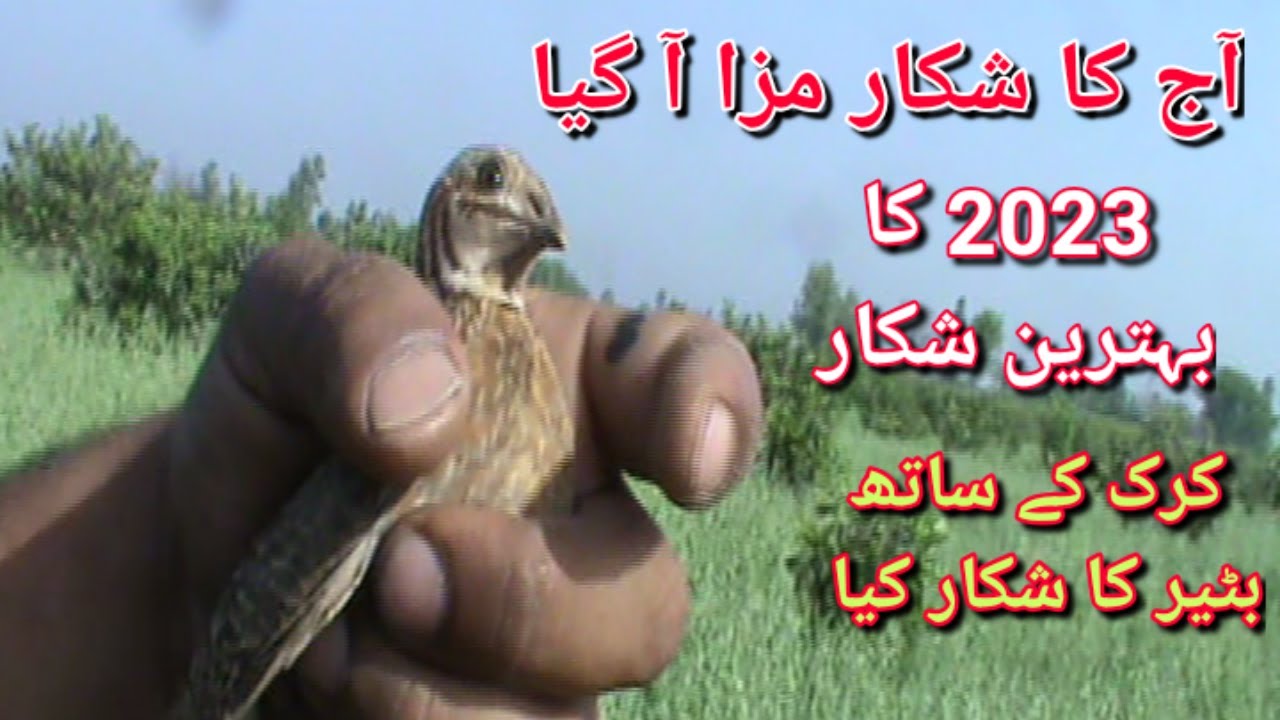 batair ka shikar 2023//aajh ka best shikar maza aagiya hai - YouTube