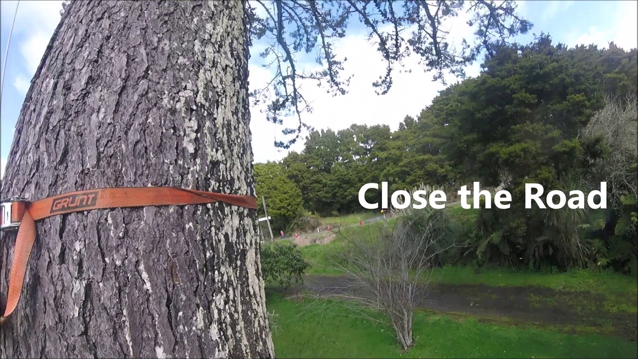 big pine tree felling - YouTube