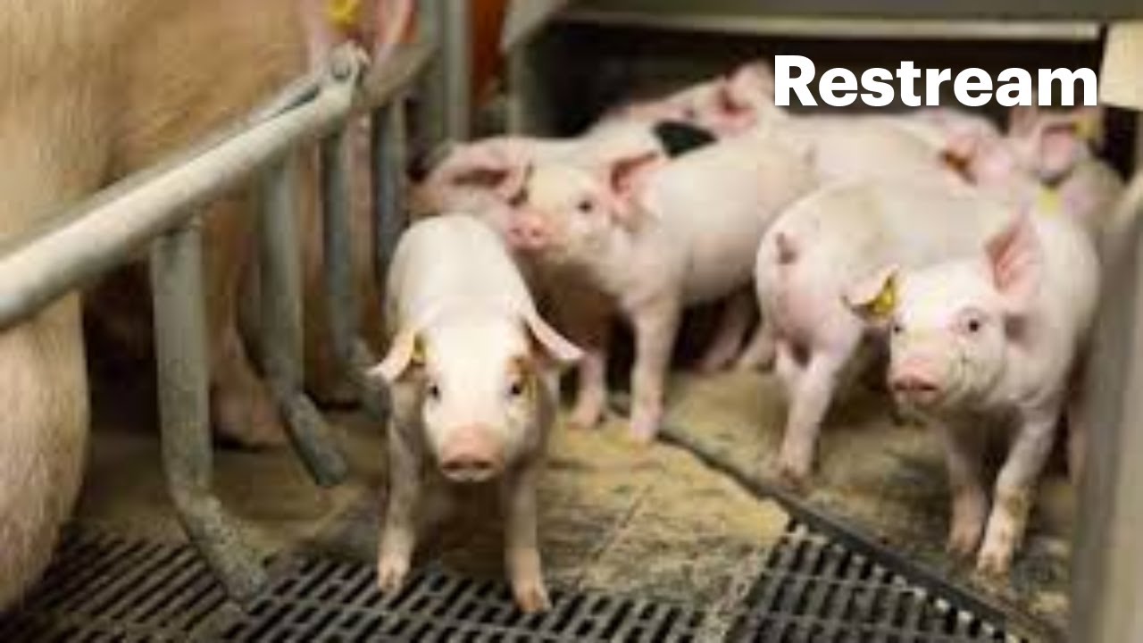 Pig Farming for Beginners - YouTube