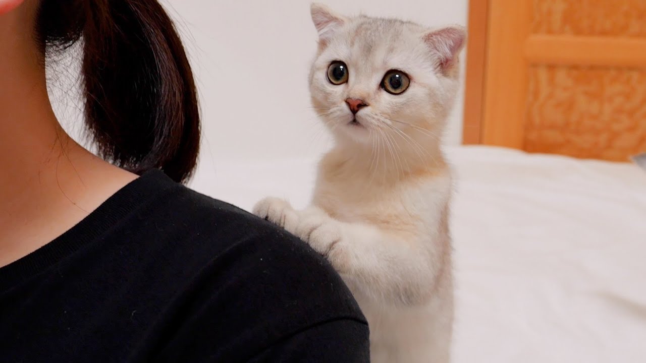 A cute kitten that looks curiously at the papa cat being held. - YouTube