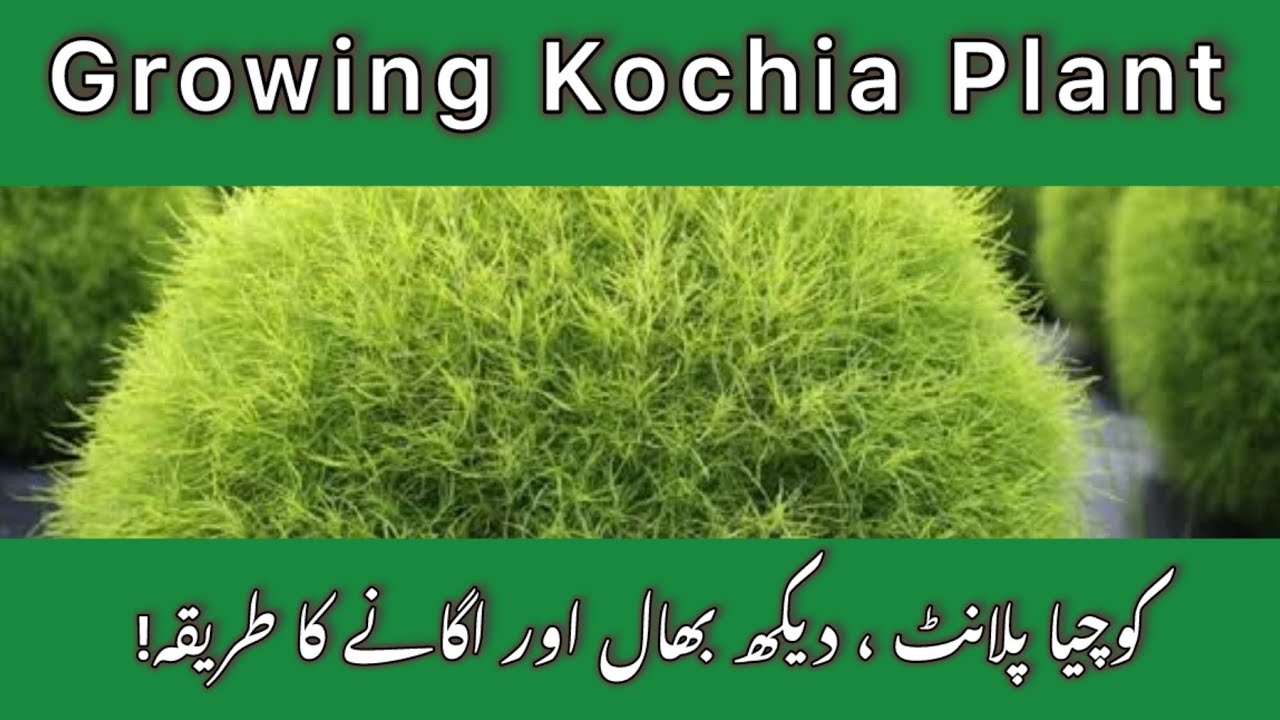 Kochia Plant | How to grow, propagate, transplant and care for Kochia ...